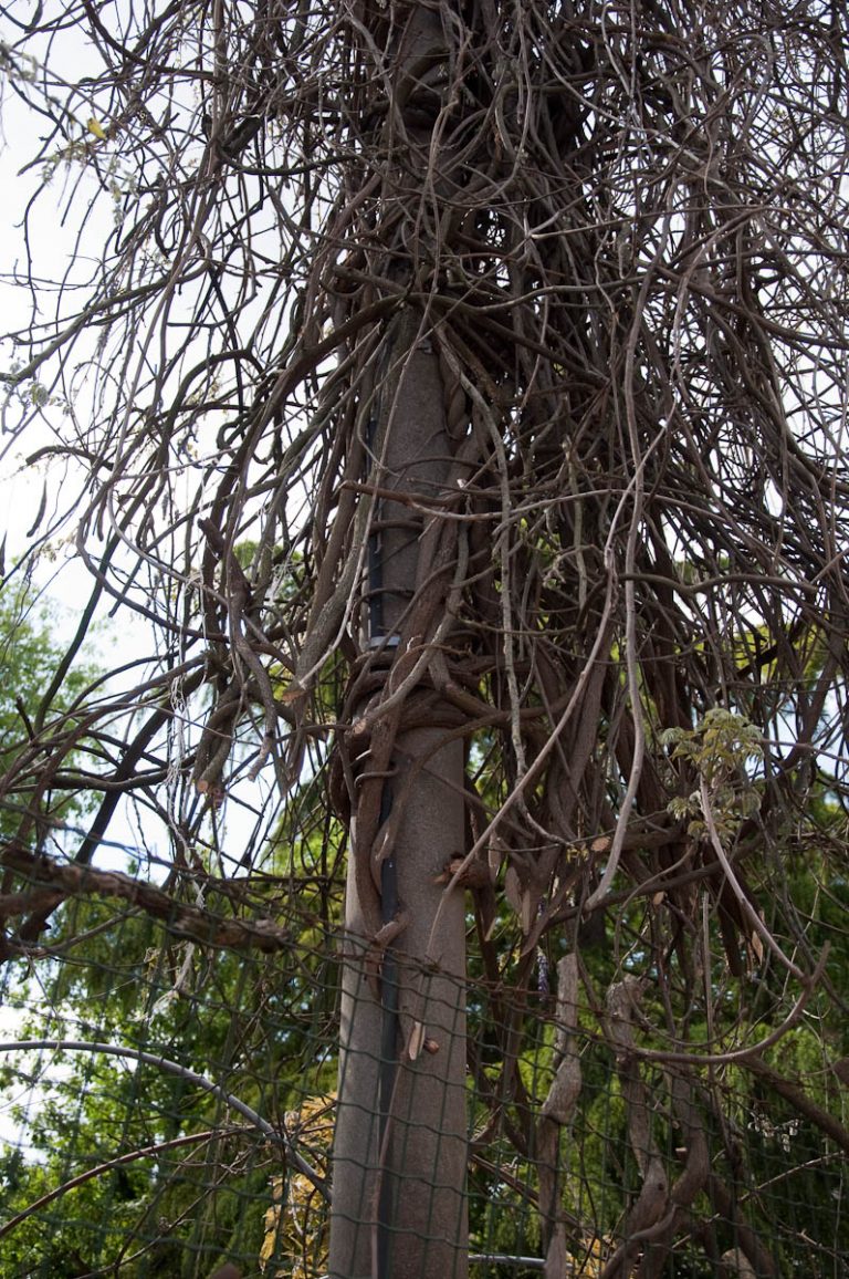 The Surprising Italy: Wisteria Season - Rossi Writes