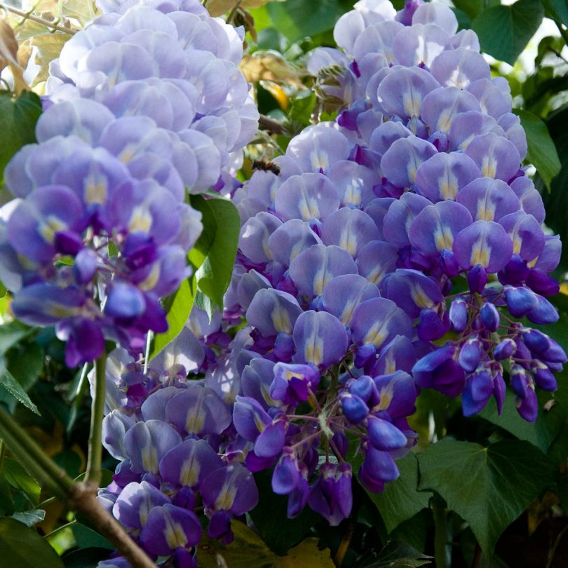 The Surprising Italy: Wisteria Season - Rossi Writes