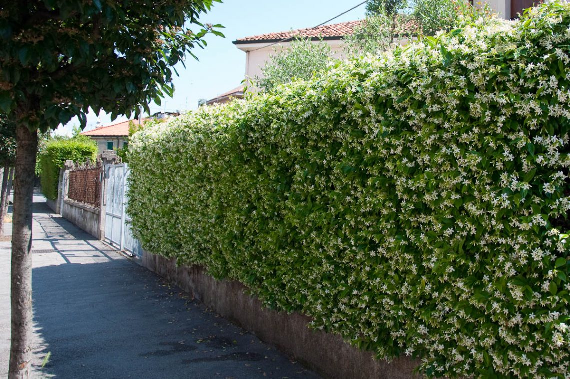 Wild Jasmine shrub fence, Vicenza, Italy - Rossi Writes
