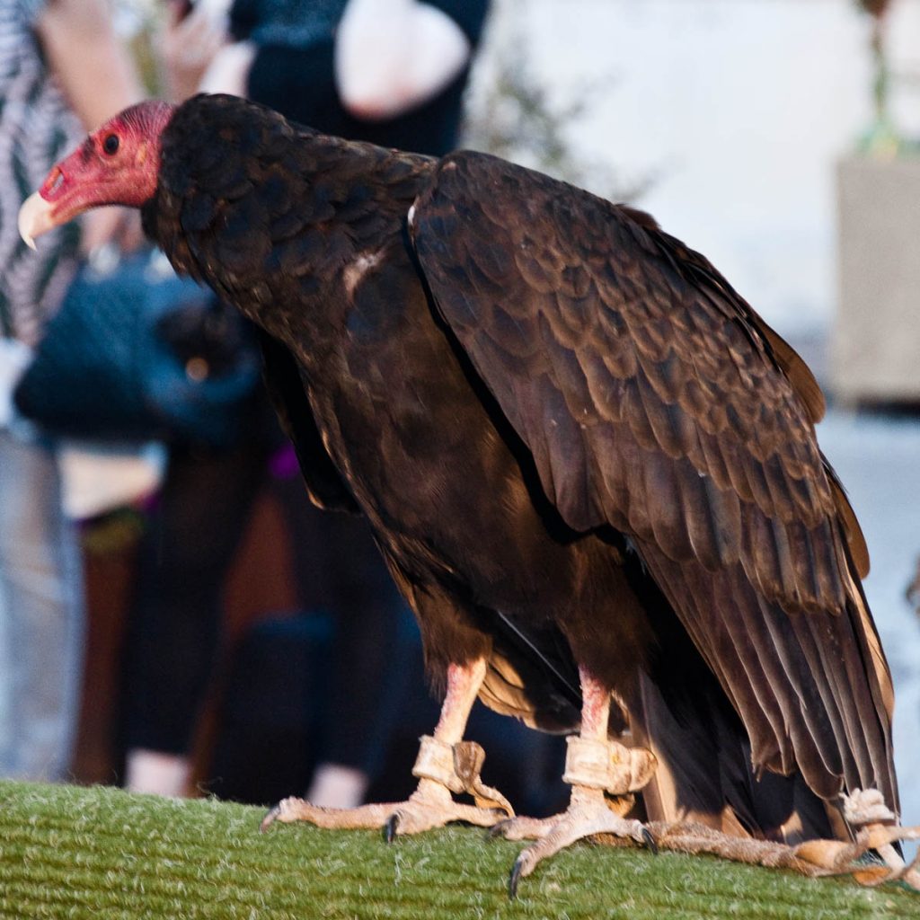 The Medieval Fair in Castelfranco Veneto - The Real Italy
