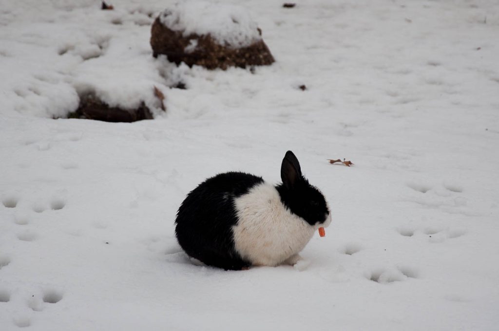 Vicenza in the Snow - Photos and Thoughts