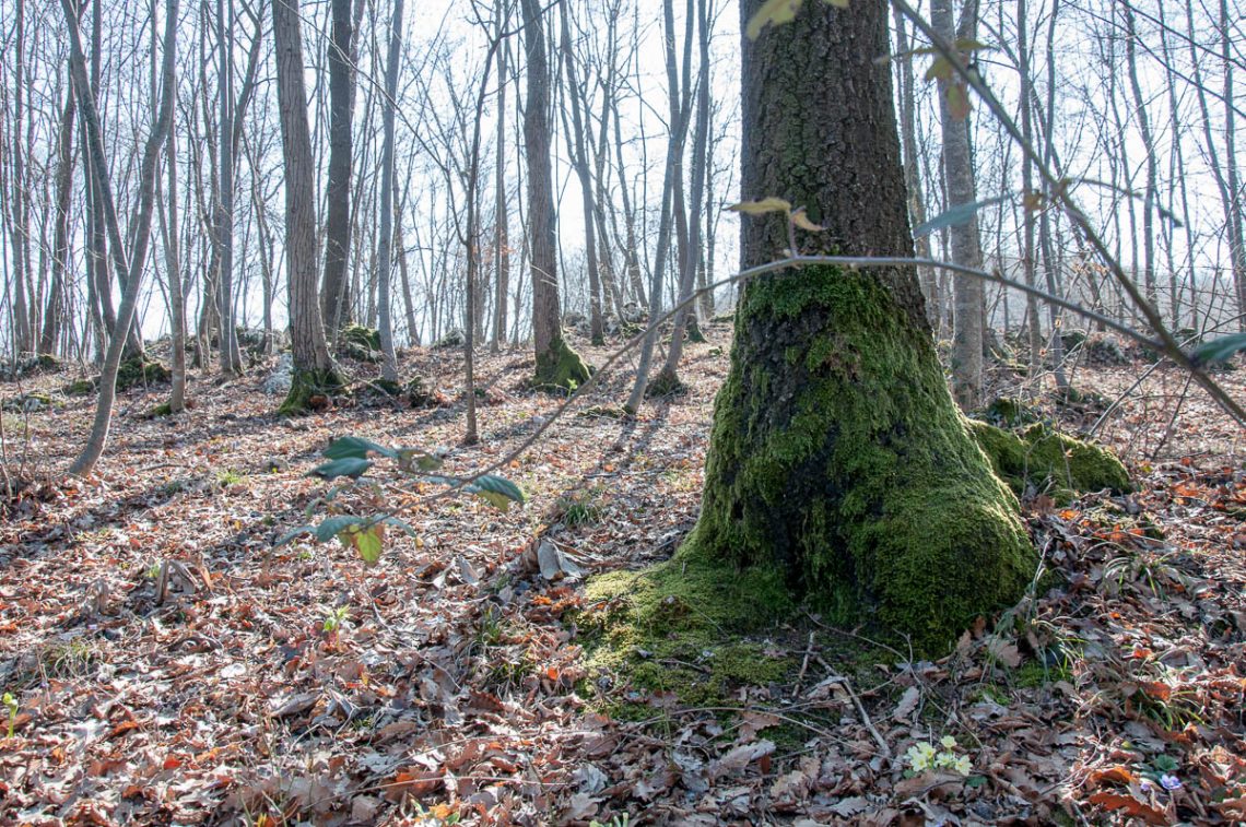 A Pre-Spring Hike in the Berici Hills in Veneto, Northern Italy