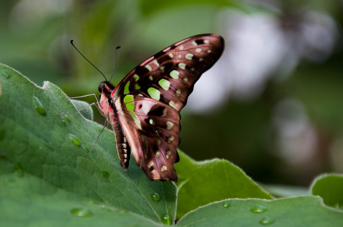 9 Gorgeous Gardens and Parks in Veneto to Enjoy This Season