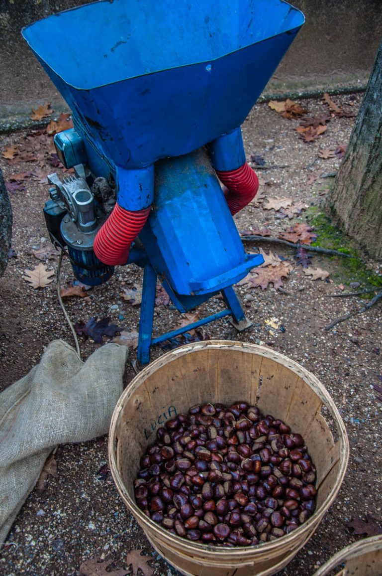 Roasted Chestnuts Festivals in Italy - The Traditional Castagnata