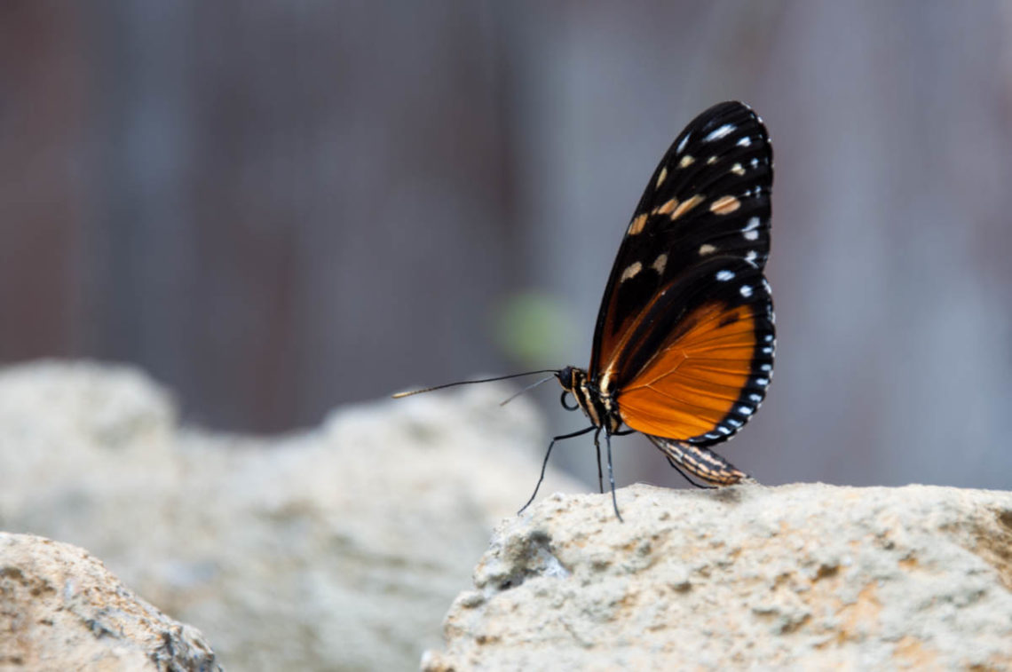 3 Butterfly Houses You Need to Visit in Italy + Bonus