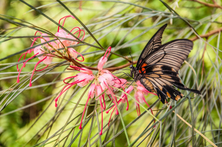 3 Butterfly Houses You Need to Visit in Italy + Bonus