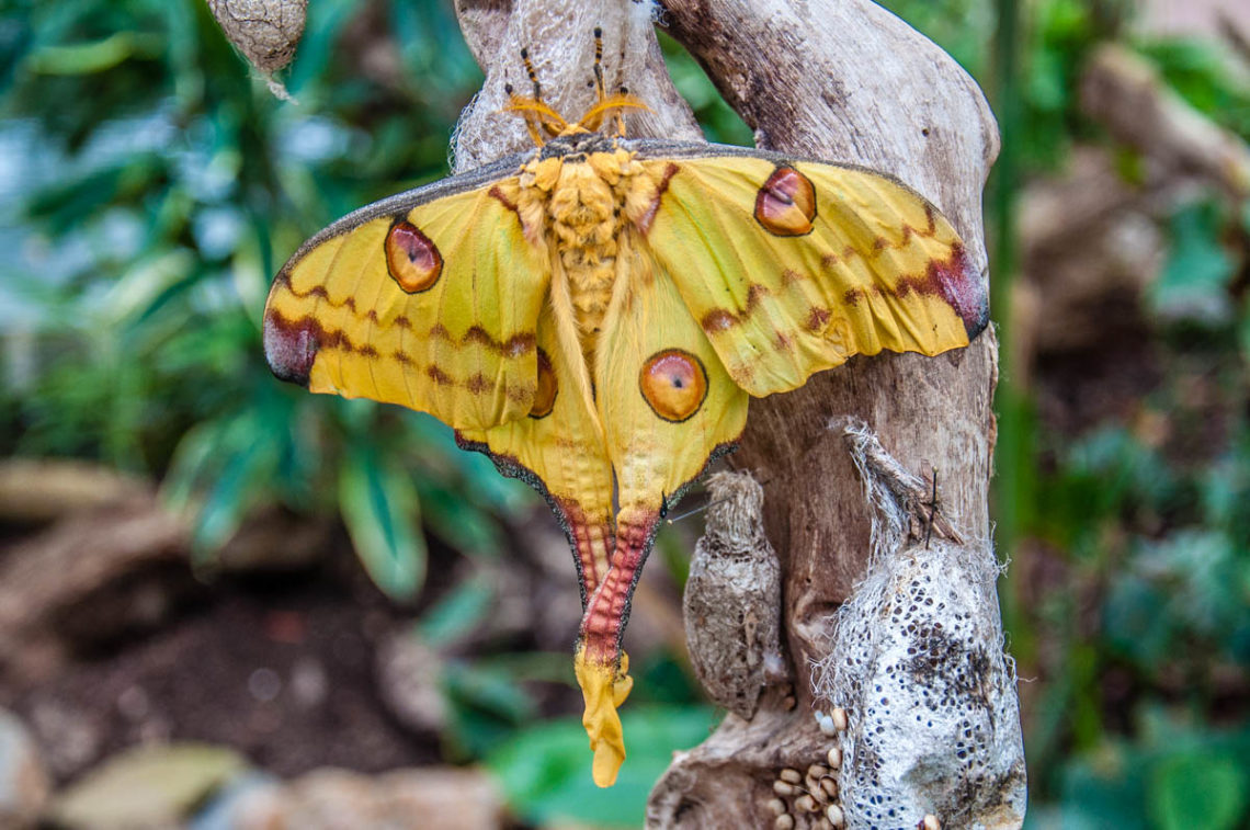 3 Butterfly Houses You Need to Visit in Italy + Bonus