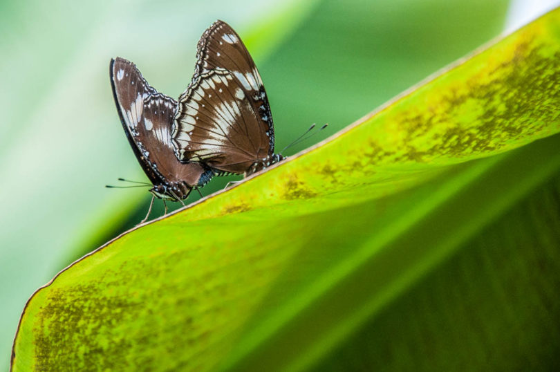 3 Butterfly Houses You Need to Visit in Italy + Bonus