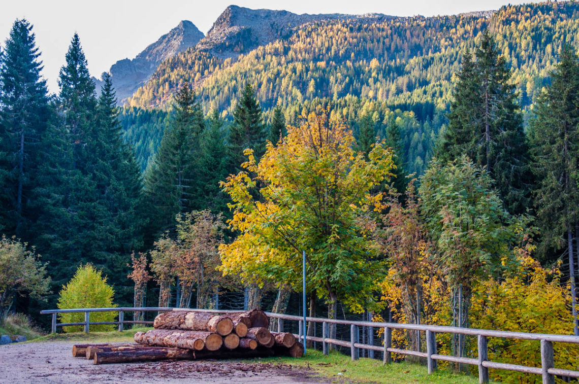 Paneveggio - Exploring the Violins' Forest in the Dolomites, Italy