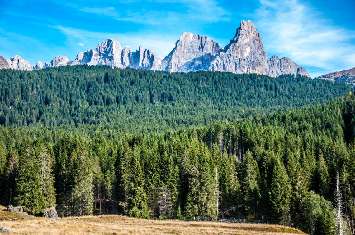 Paneveggio - Exploring the Violins' Forest in the Dolomites, Italy